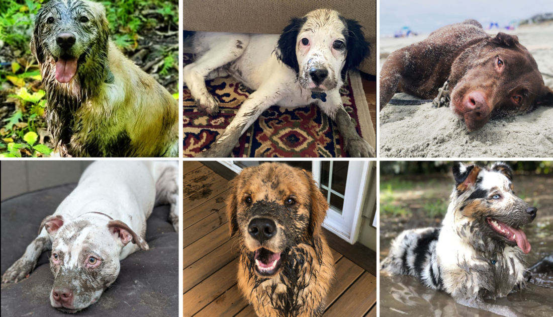 Muddy Mutts – Garden & Gun