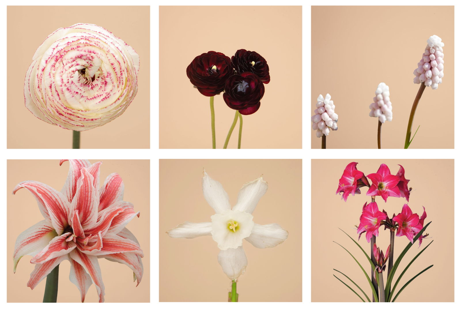 Beautiful Bulbs to Plant Now for a Spectacular Spring – Garden & Gun