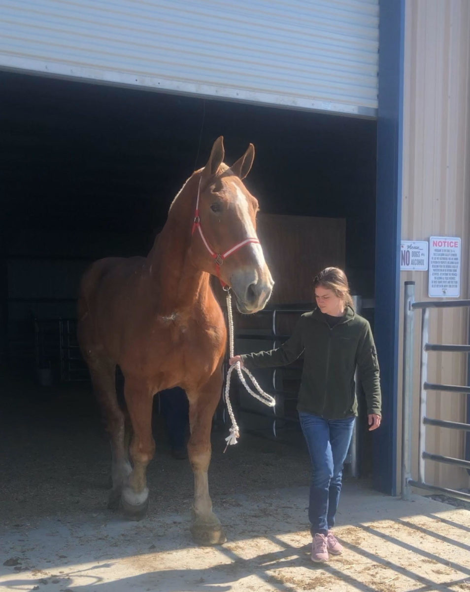 Meet Big John, the King of “Horsetok” – Garden & Gun
