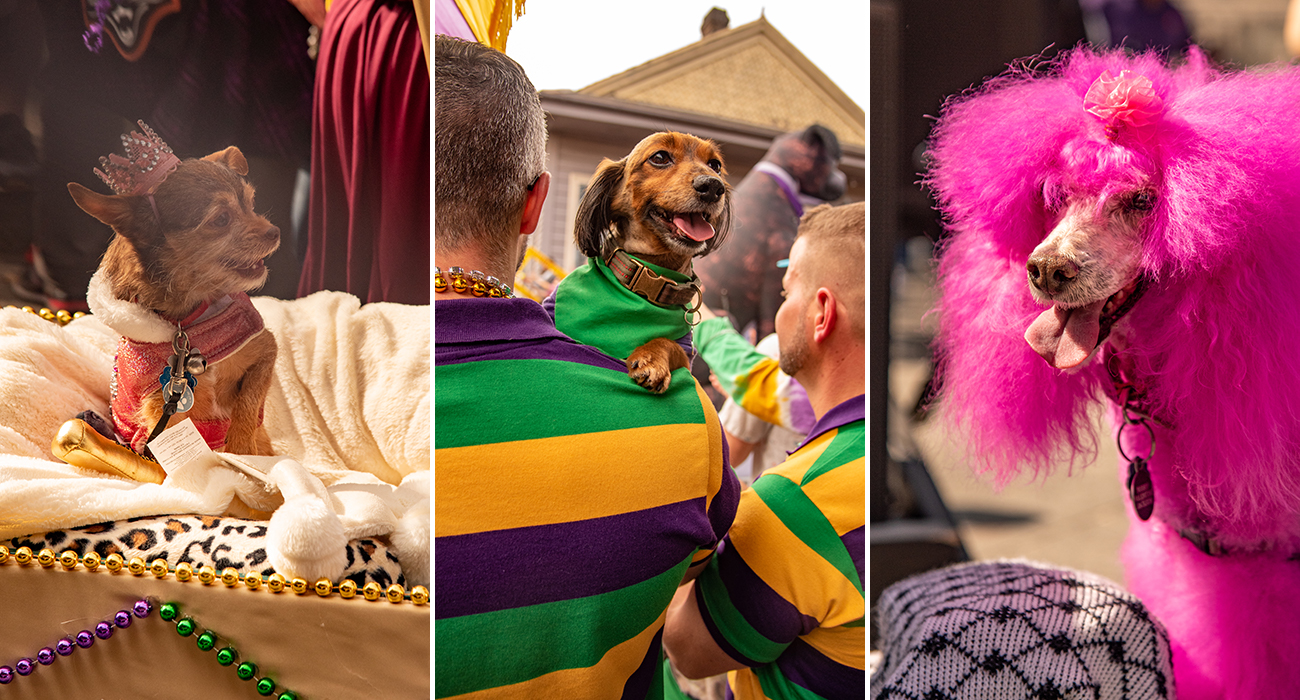 All Hail the Krewe of Barkus – Garden & Gun