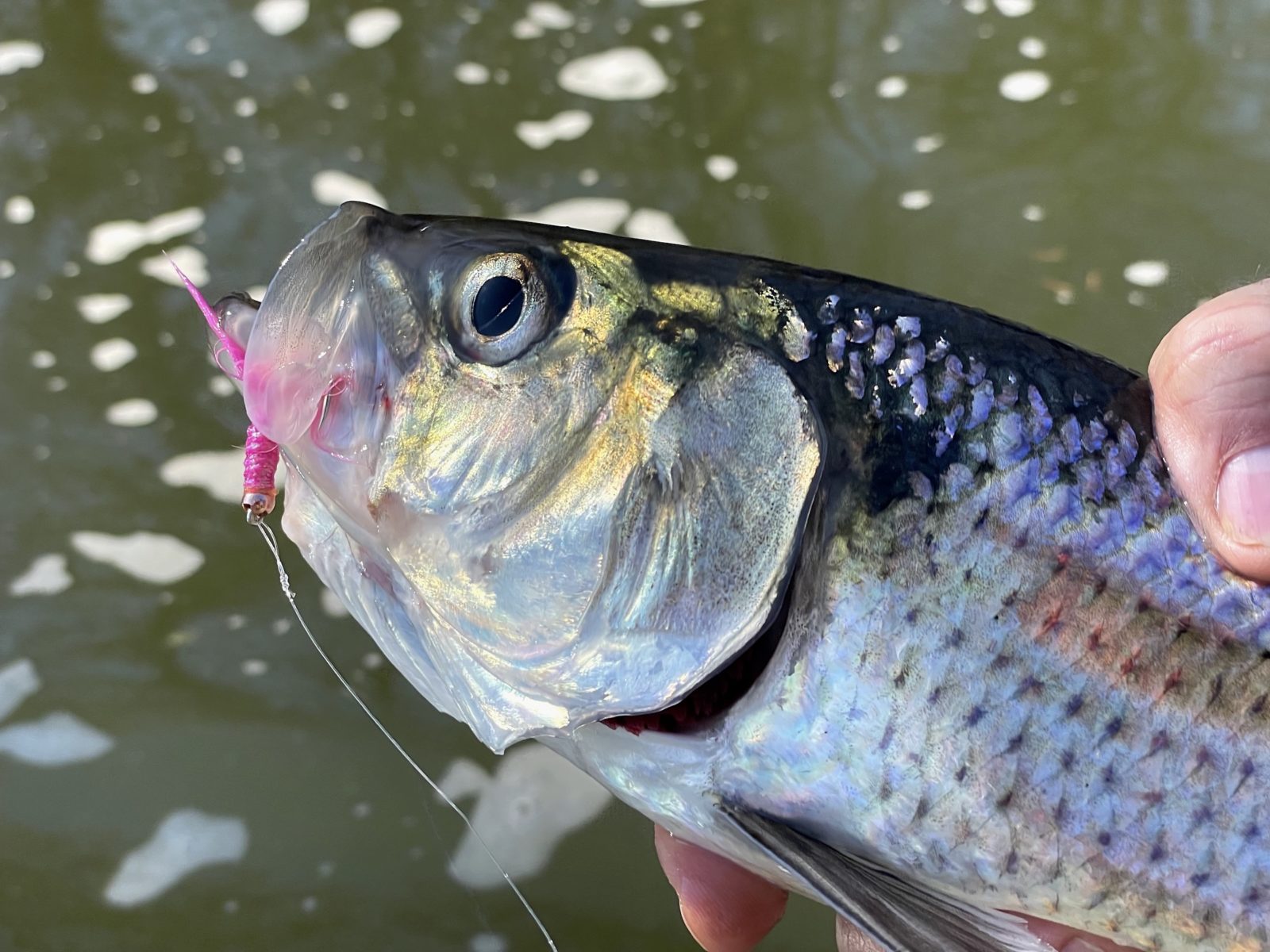 Soaking Up the Shad Run – Garden & Gun