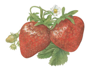 Spring Strawberries – Garden & Gun