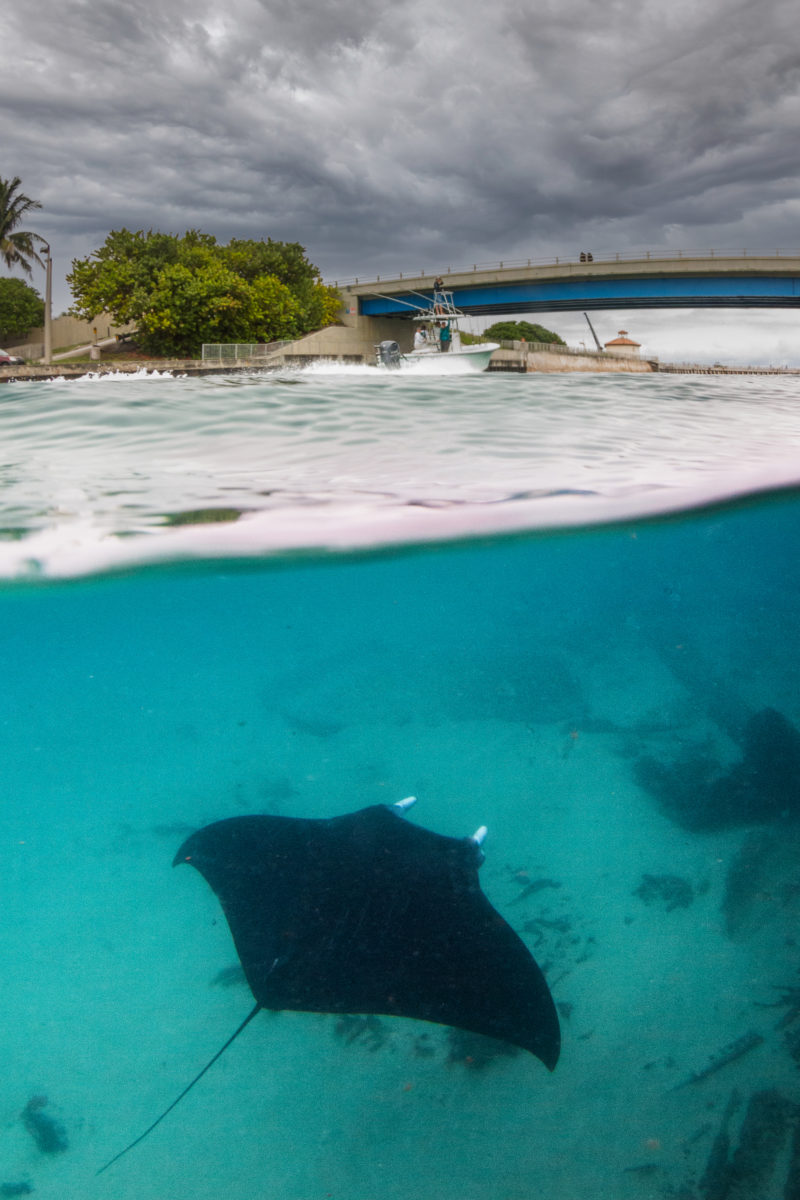 A Rare Nursery for Giant Manta Rays – Garden & Gun