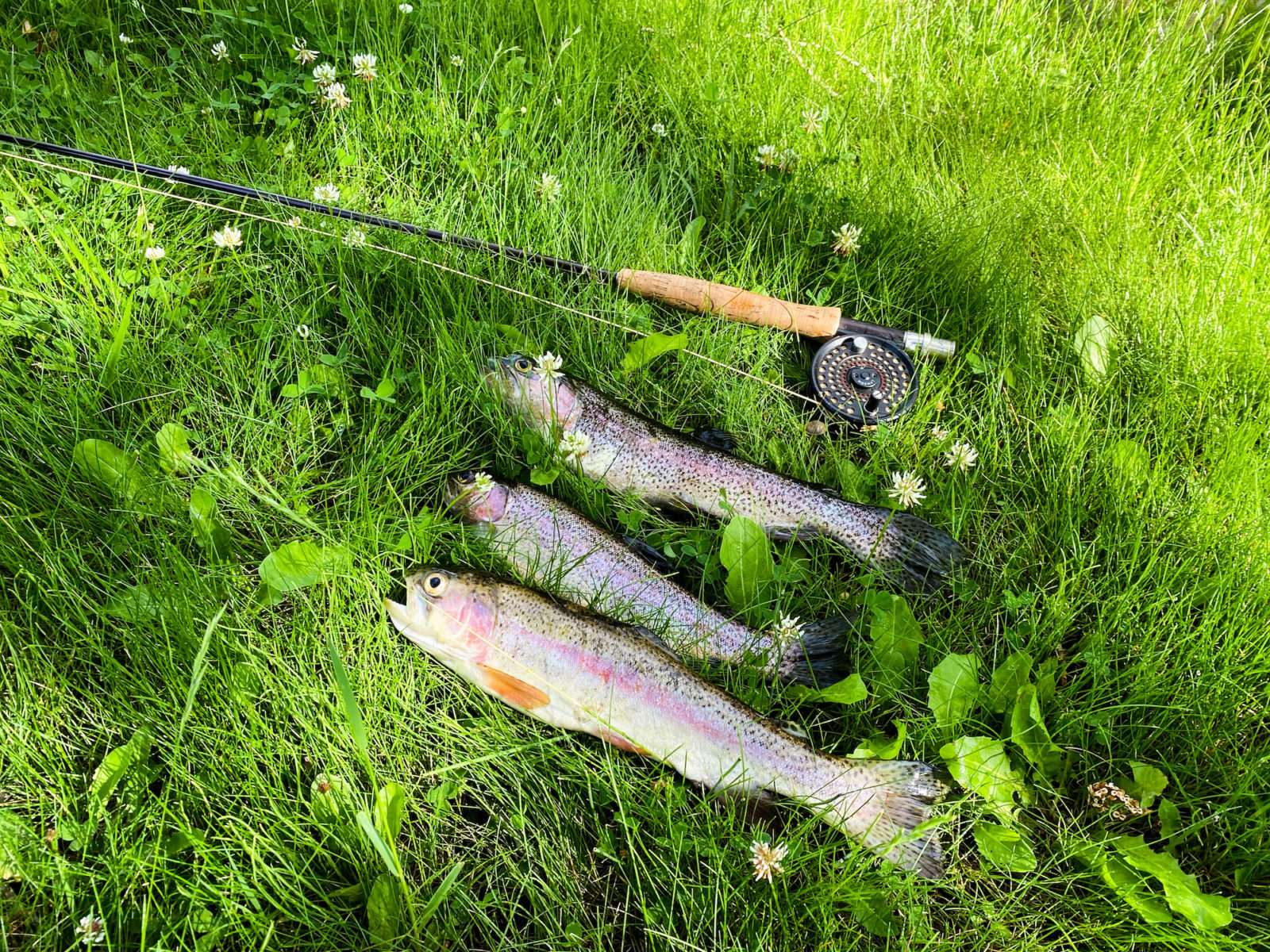 Cooking from the Bar Cart: Herbsaint Trout Packets – Garden & Gun