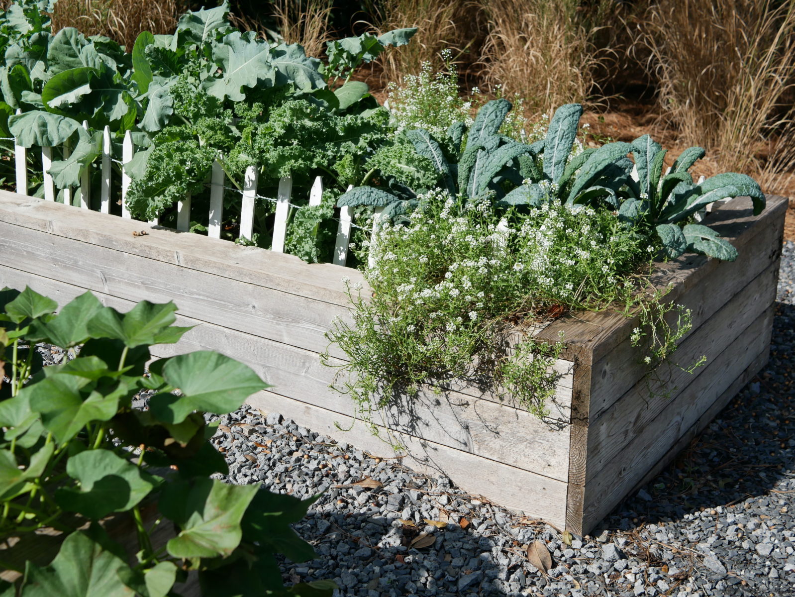 Gardener’s Secrets: Prep Your Fading Summer Garden for Fall – Garden & Gun