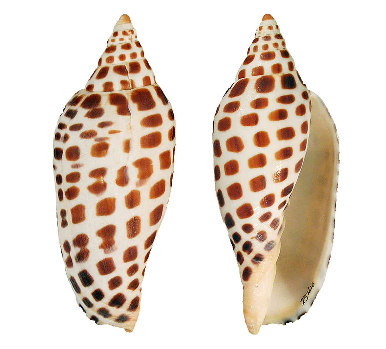 The Holy Grails of Southern Shells – Garden & Gun