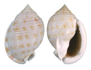 The Holy Grails of Southern Shells – Garden & Gun