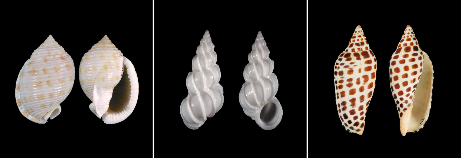 The Holy Grails of Southern Shells – Garden & Gun