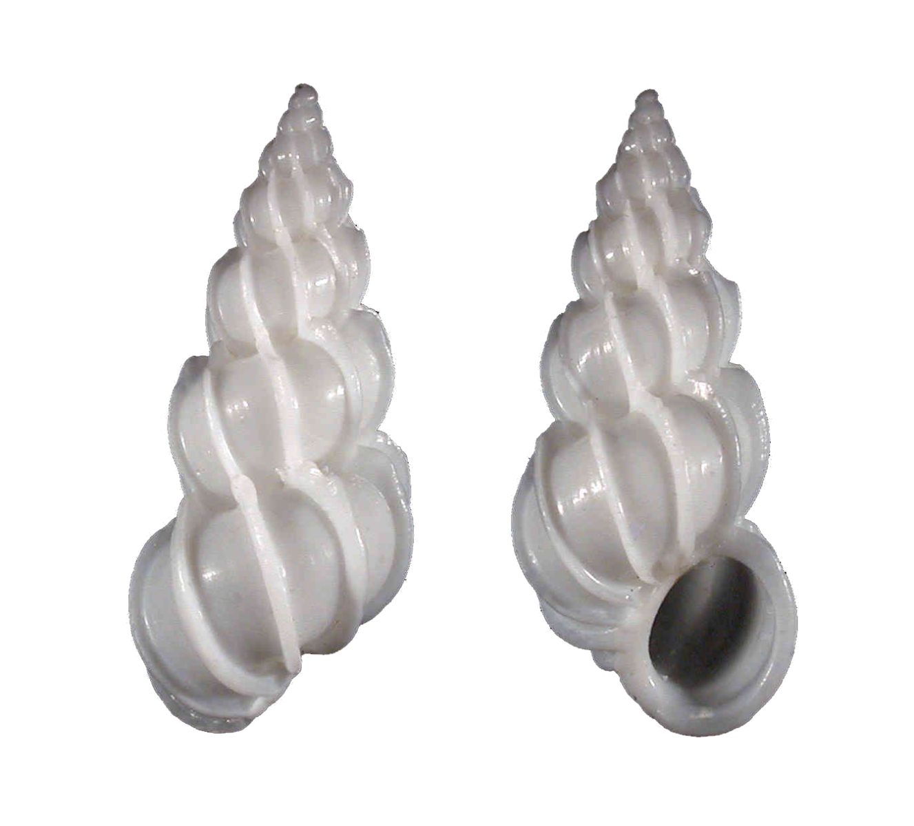 The Holy Grails of Southern Shells – Garden & Gun