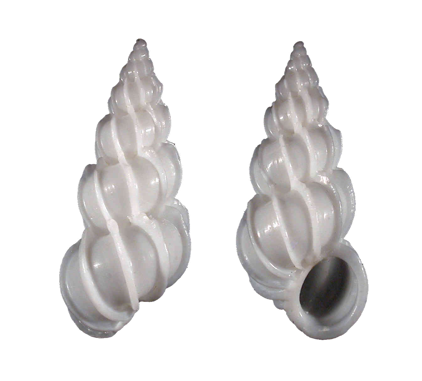 The Holy Grails of Southern Shells – Garden & Gun