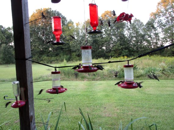 A Miracle of Hummingbirds – Garden & Gun