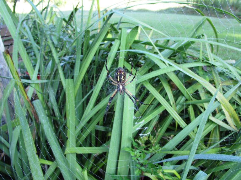 A Miracle of Hummingbirds – Garden & Gun