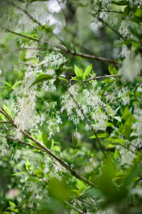 Six Native Plants Worth Getting to Know – Garden & Gun