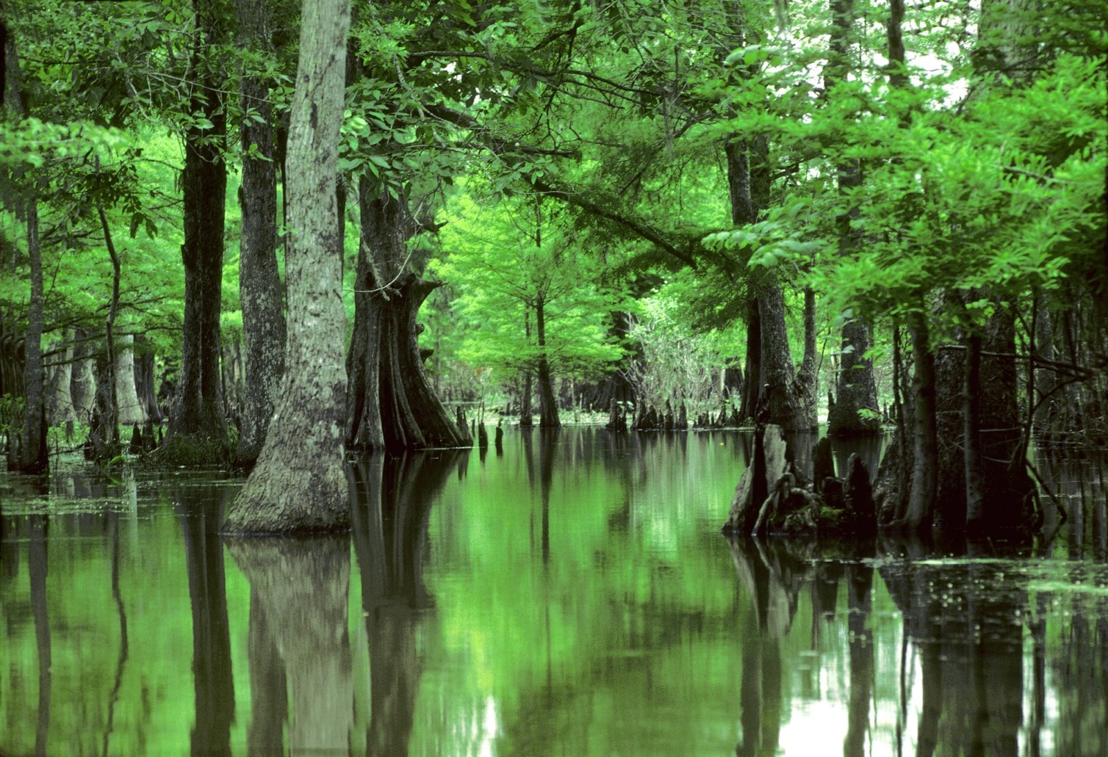 Literature’s Long History of Loving Swamps – Garden & Gun