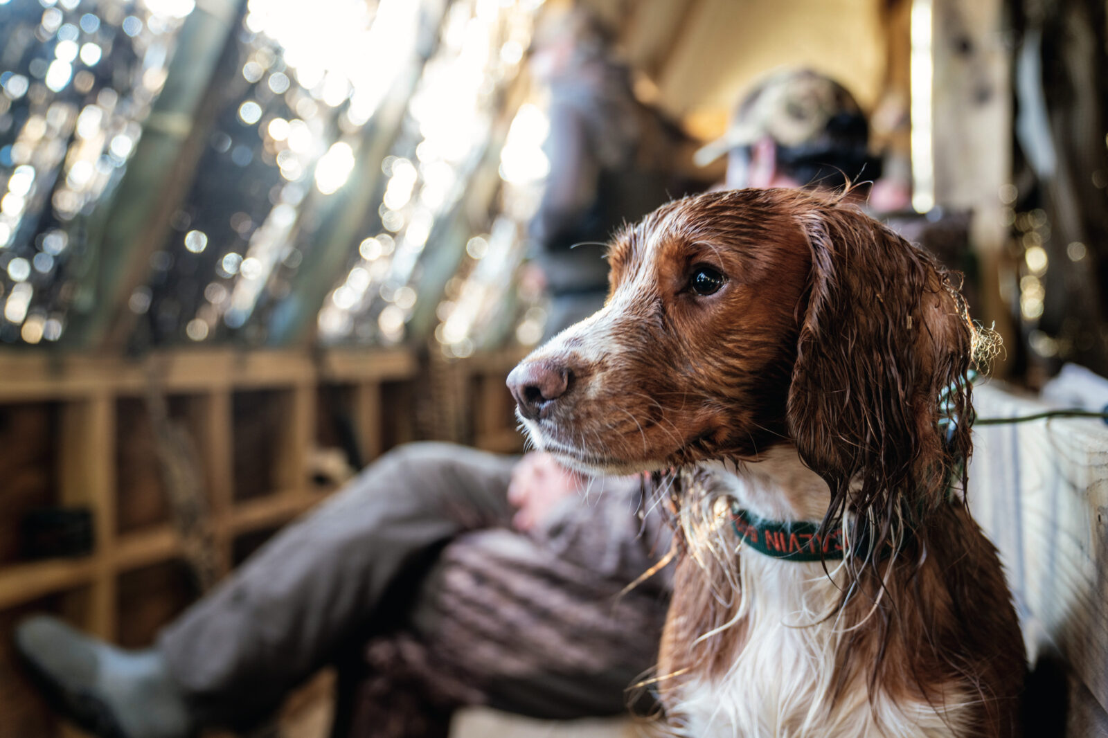 The English Cocker Renaissance – Garden & Gun