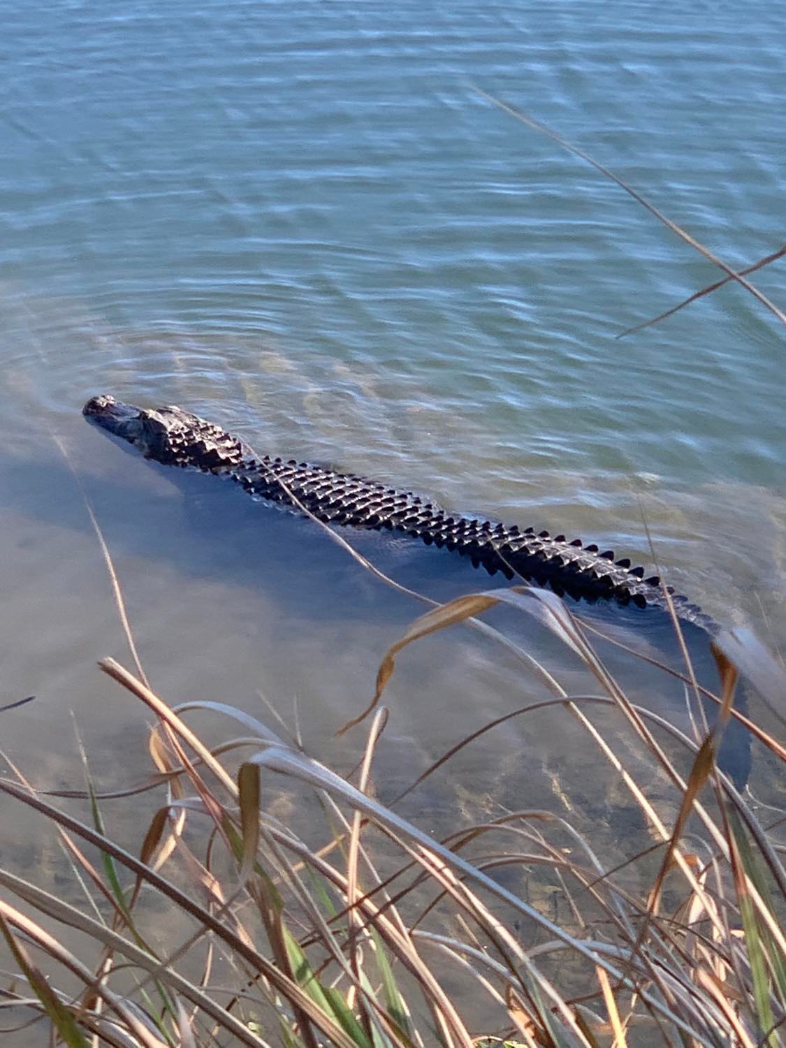 Gator Aid: How to Coexist with One of the South’s Last Apex Predators ...