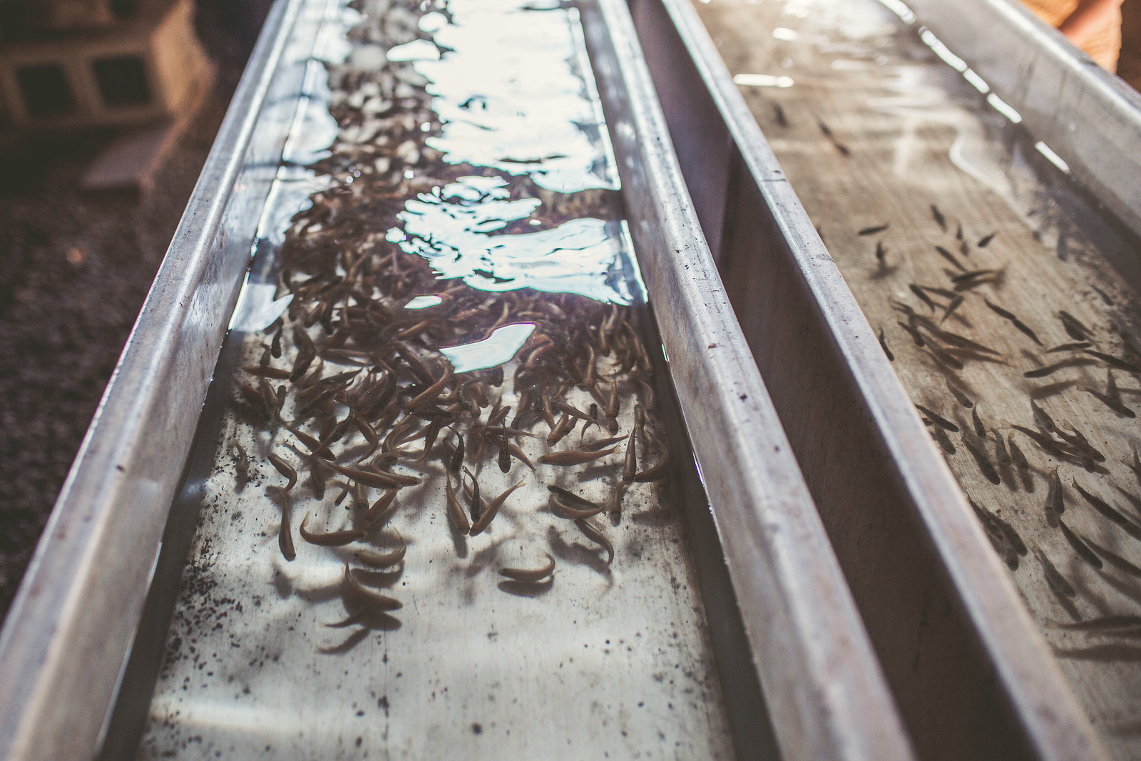A Century-Old Trout Hatchery in Virginia Is Making Waves – Garden & Gun