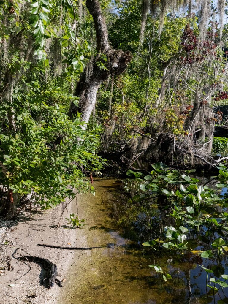 Gator Aid: How to Coexist with One of the South’s Last Apex Predators ...