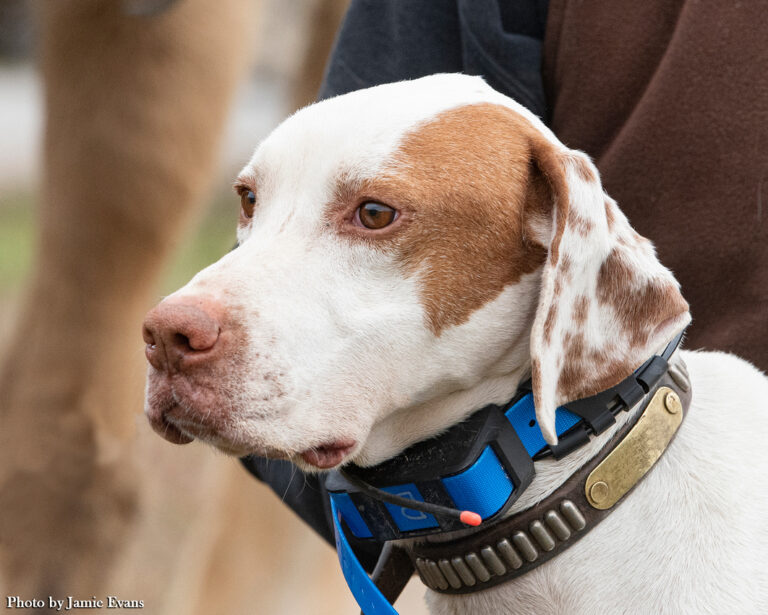 What It Takes to Be a National Champion Bird Dog – Garden & Gun