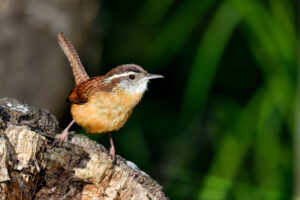 Must-Have Apps for Casual Nature Nerds – Garden & Gun