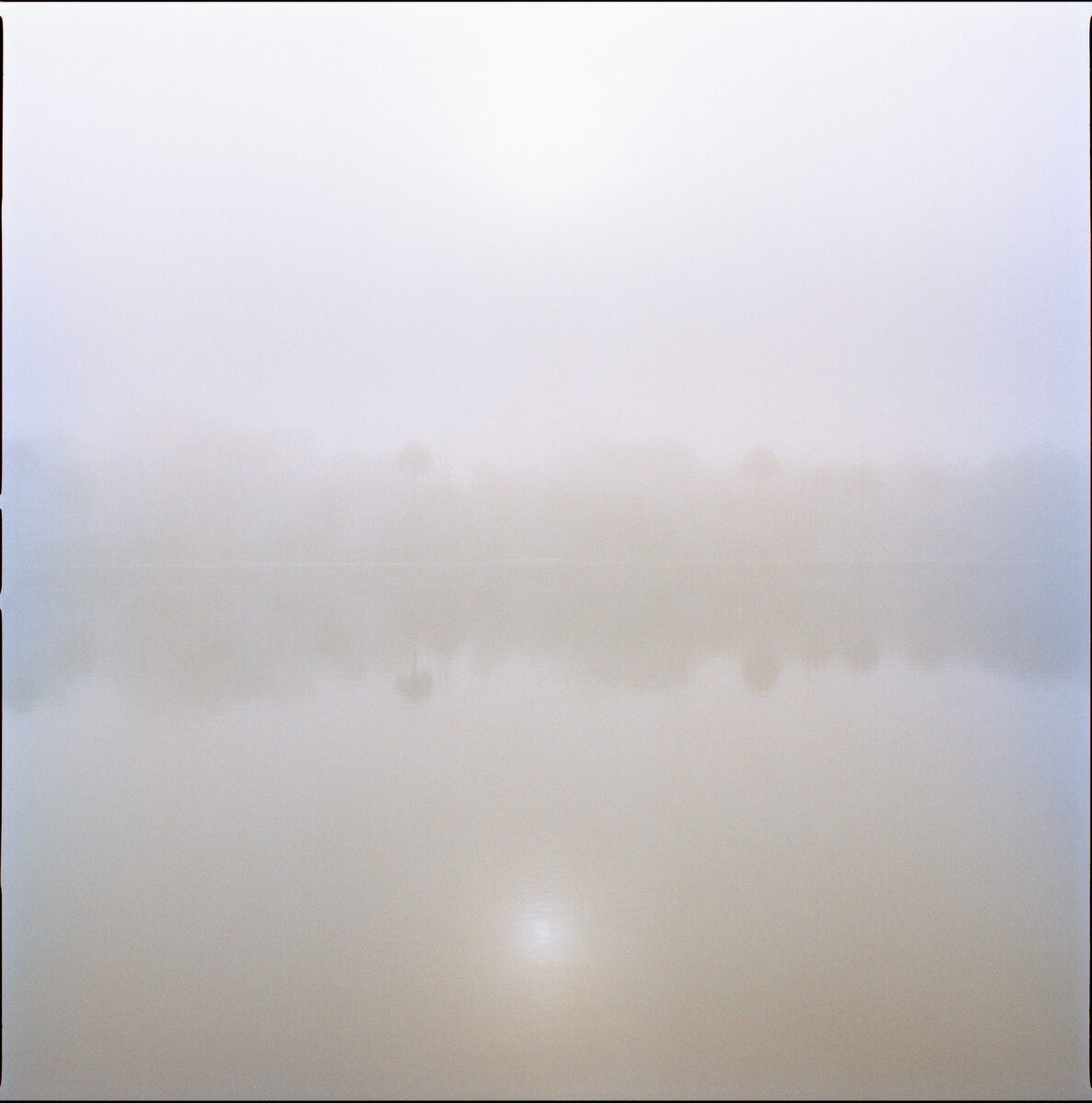 Step Into Nigel Parry’s Sensory-Rich Southern Landscapes – Garden & Gun