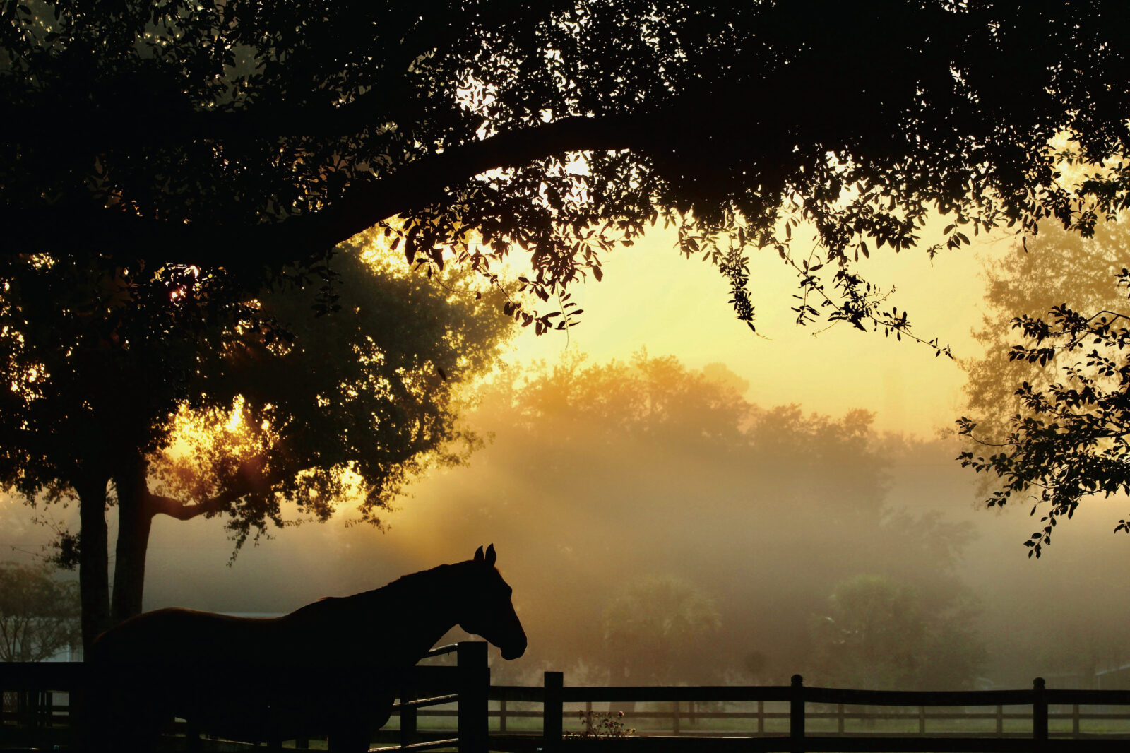 Healing on a South Carolina Horse Farm – Garden & Gun