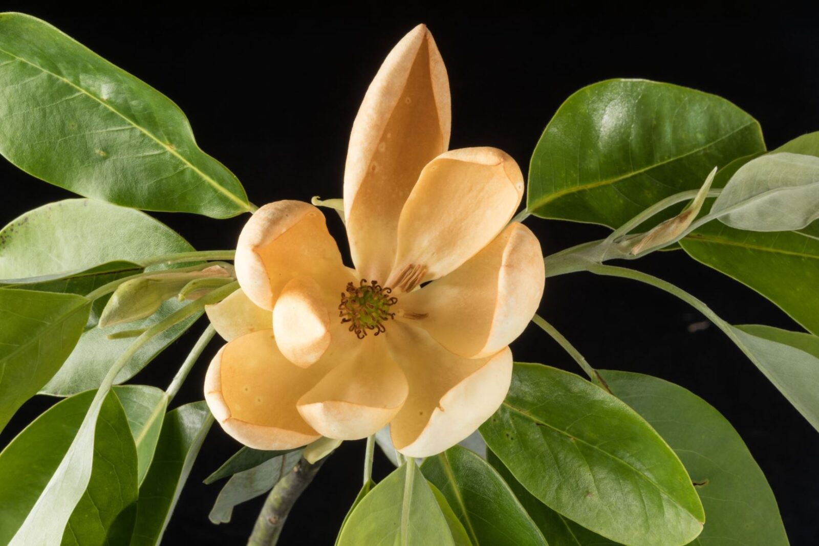 Get to Know the Magnolias – Garden & Gun