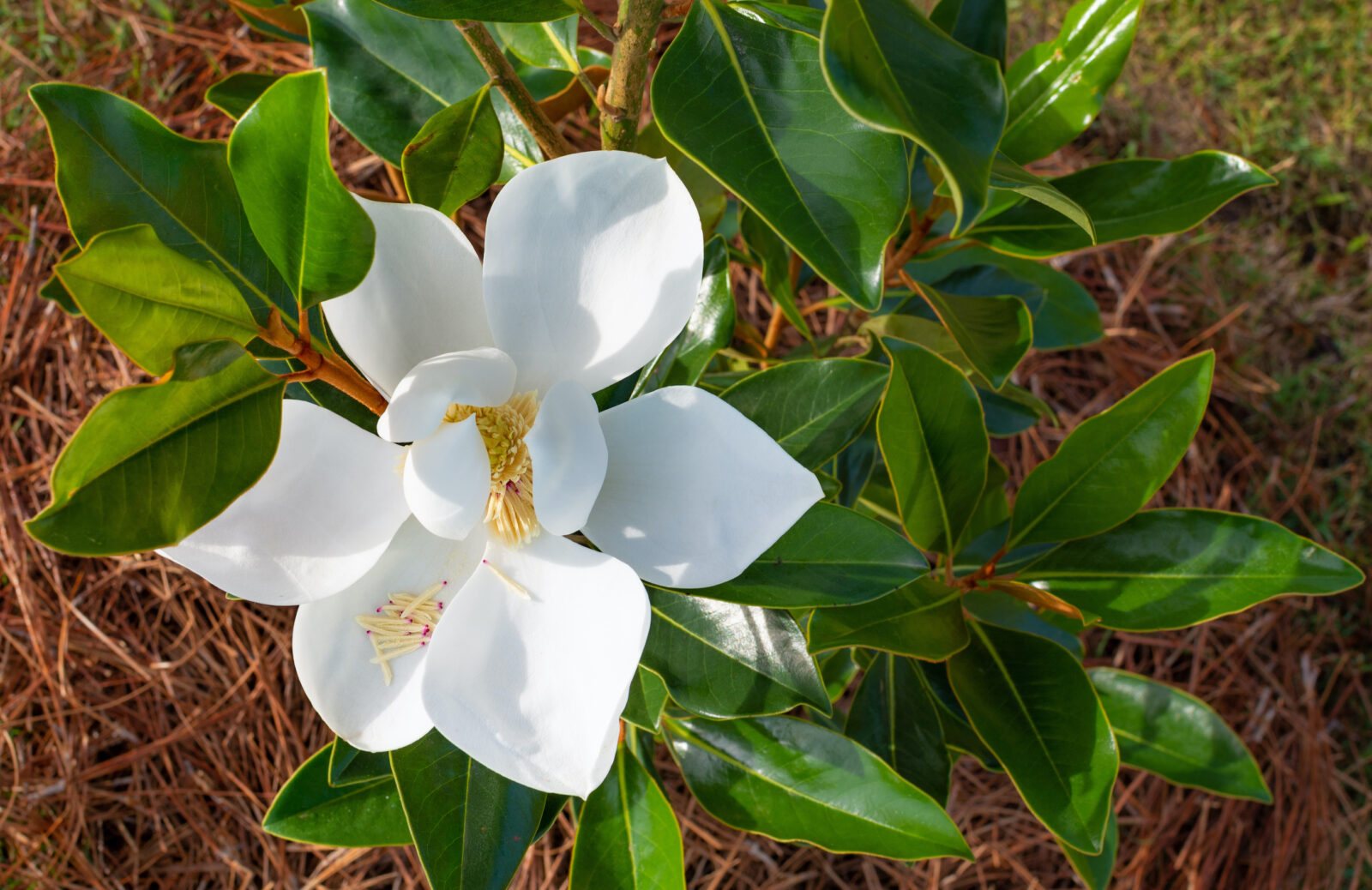 Get to Know the Magnolias – Garden & Gun