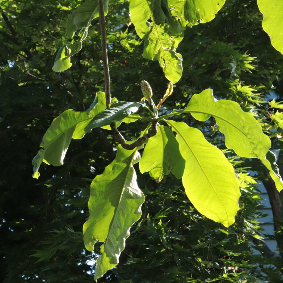 Get to Know the Magnolias – Garden & Gun