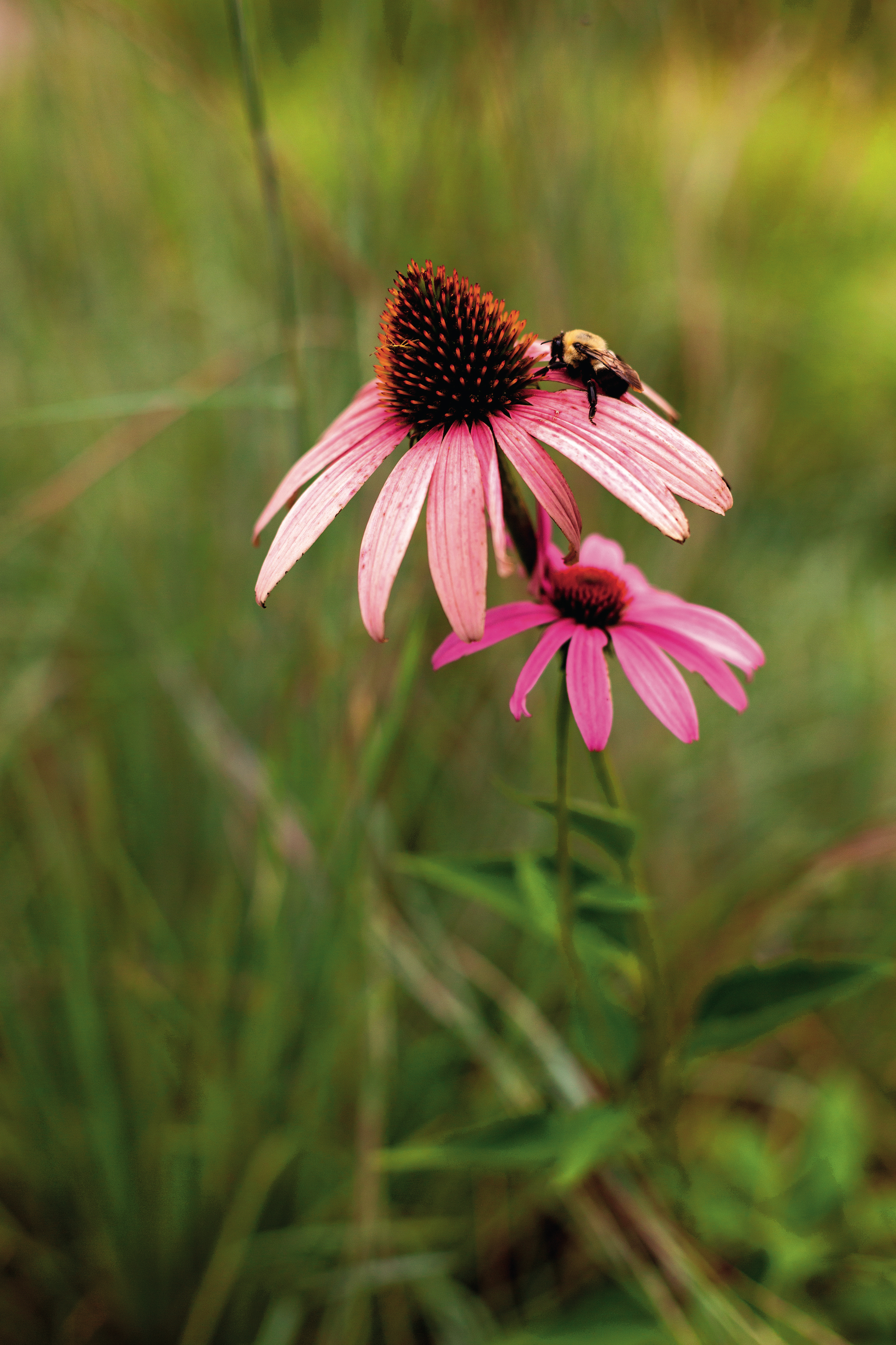Planting a Pollinator's Paradise – Garden & Gun