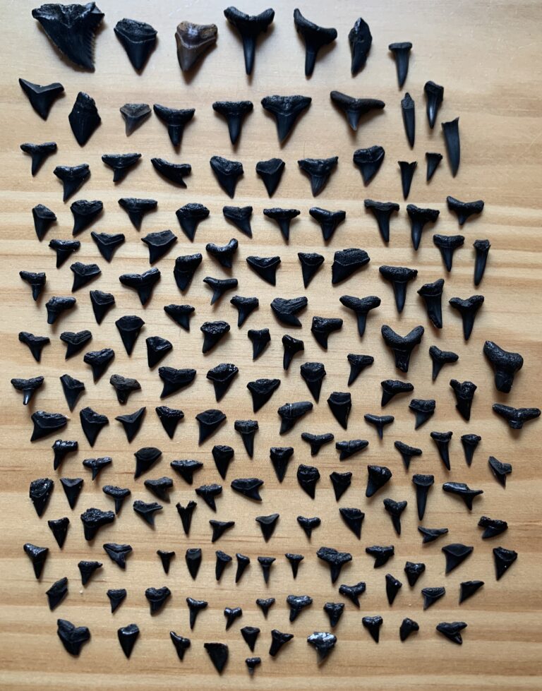 7 of the Best Southern Beaches for Finding Shark Teeth – Garden & Gun