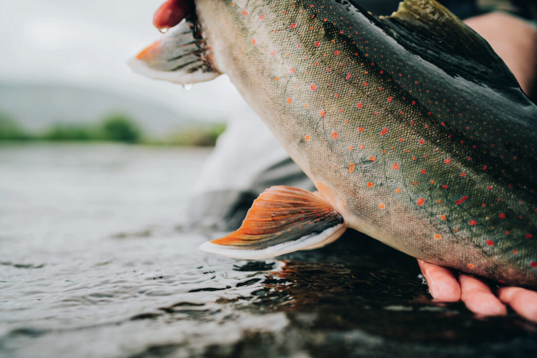 A Fly Fisherman's Alaskan Adventure – Garden & Gun