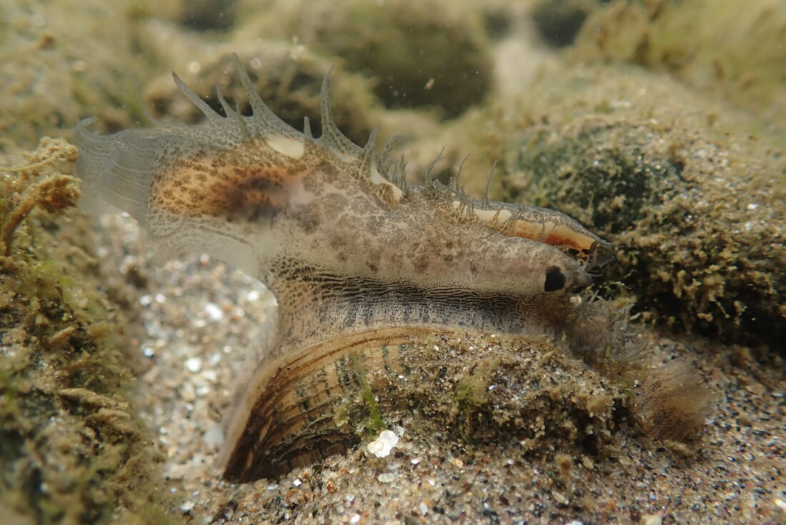 Why Freshwater Snorkeling Should Be Your Next Adventure – Garden & Gun