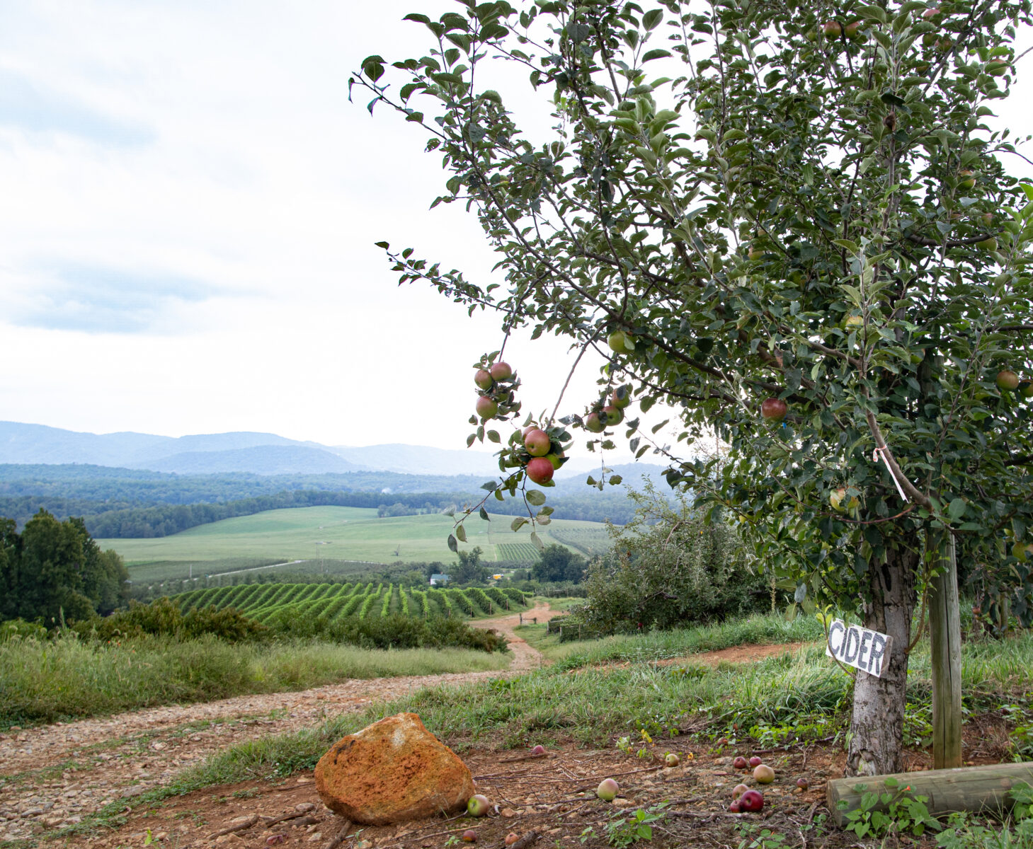Five Must-Try Southern Apples – Garden & Gun