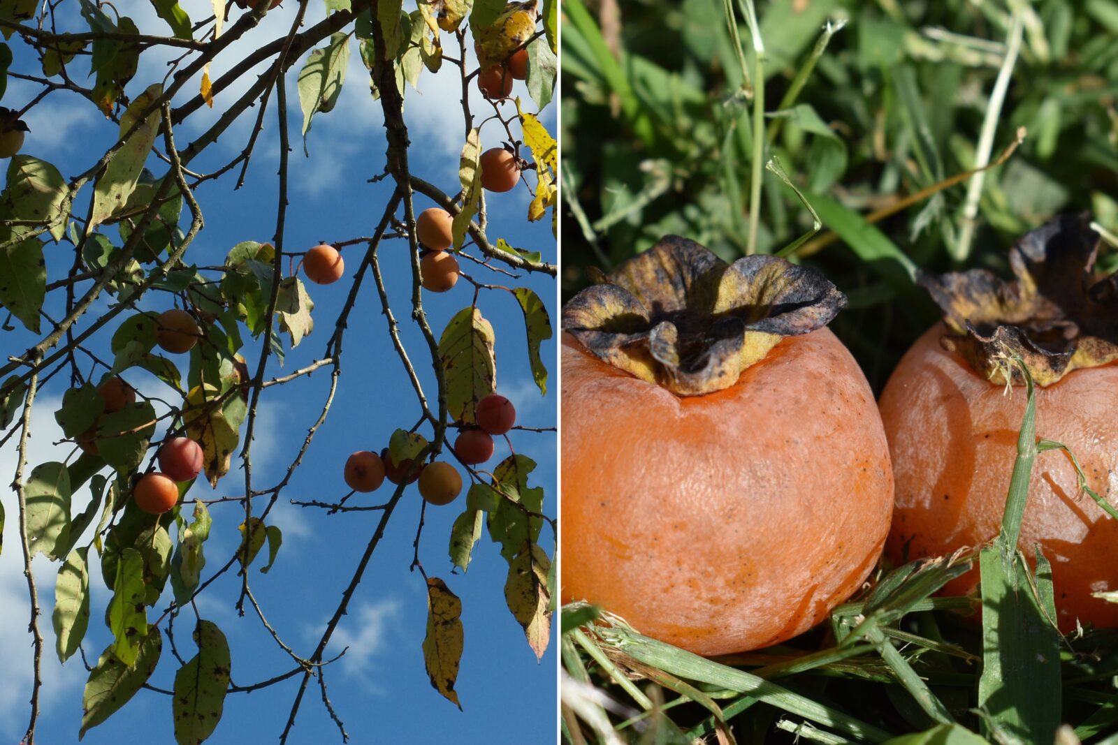 The Lasting Legacy of Old-Fashioned Persimmon Pudding – Garden & Gun
