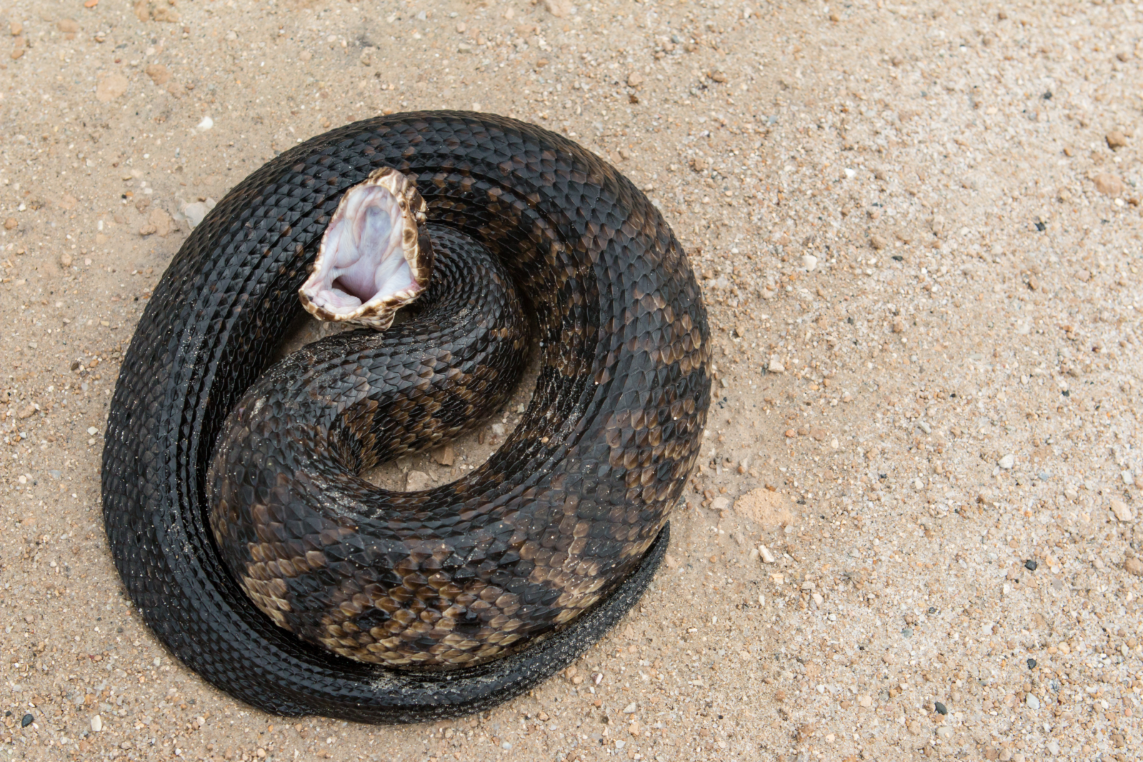 What You Need to Know About Venomous Snakes in the South – Garden & Gun