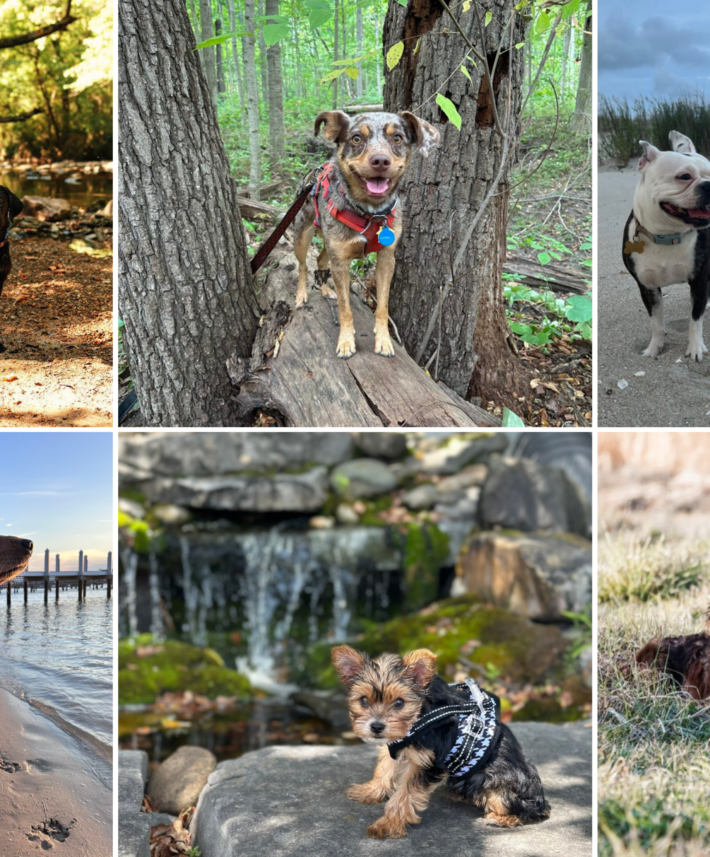 Good Dog Photo Contest Archives – Garden & Gun