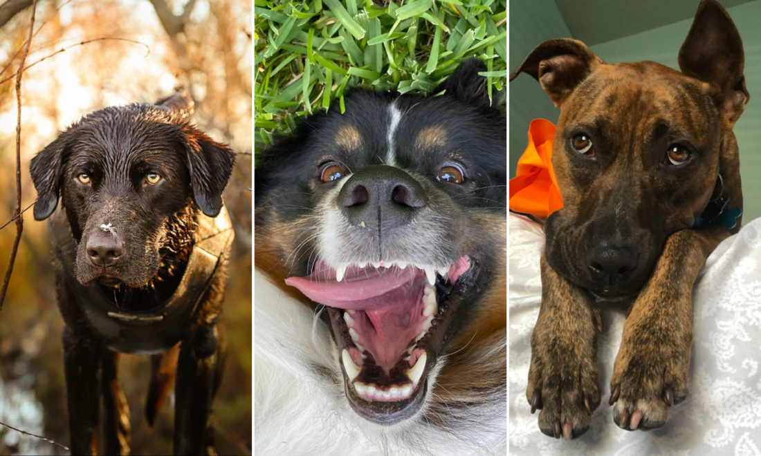 Meet the Winners of G&G’s 2023 Good Dog Photo Contest – Garden & Gun