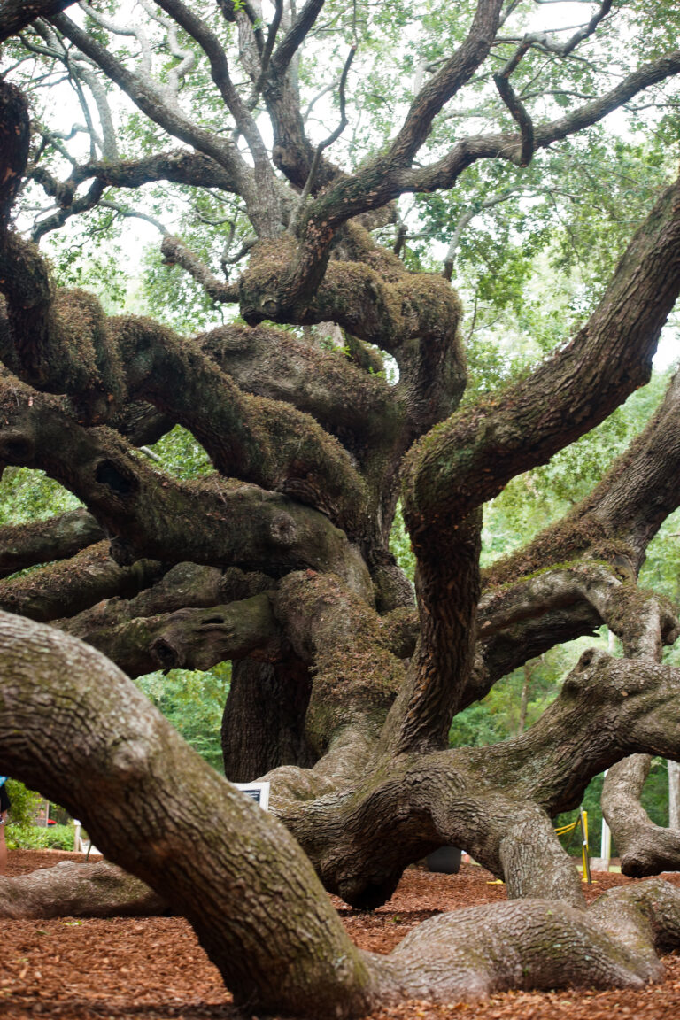 The Enduring Magic of the Angel Oak – Garden & Gun