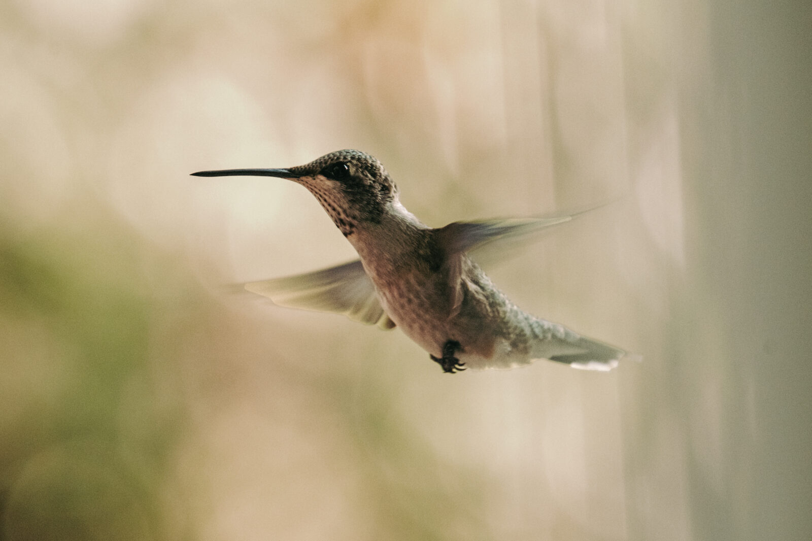 Solving the Mystery of Hummingbirds – Garden & Gun