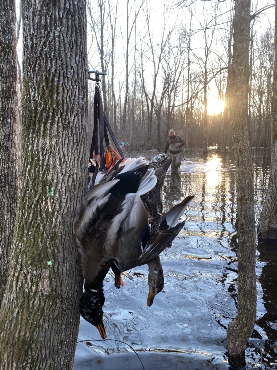 How to Age Your Ducks – Garden & Gun