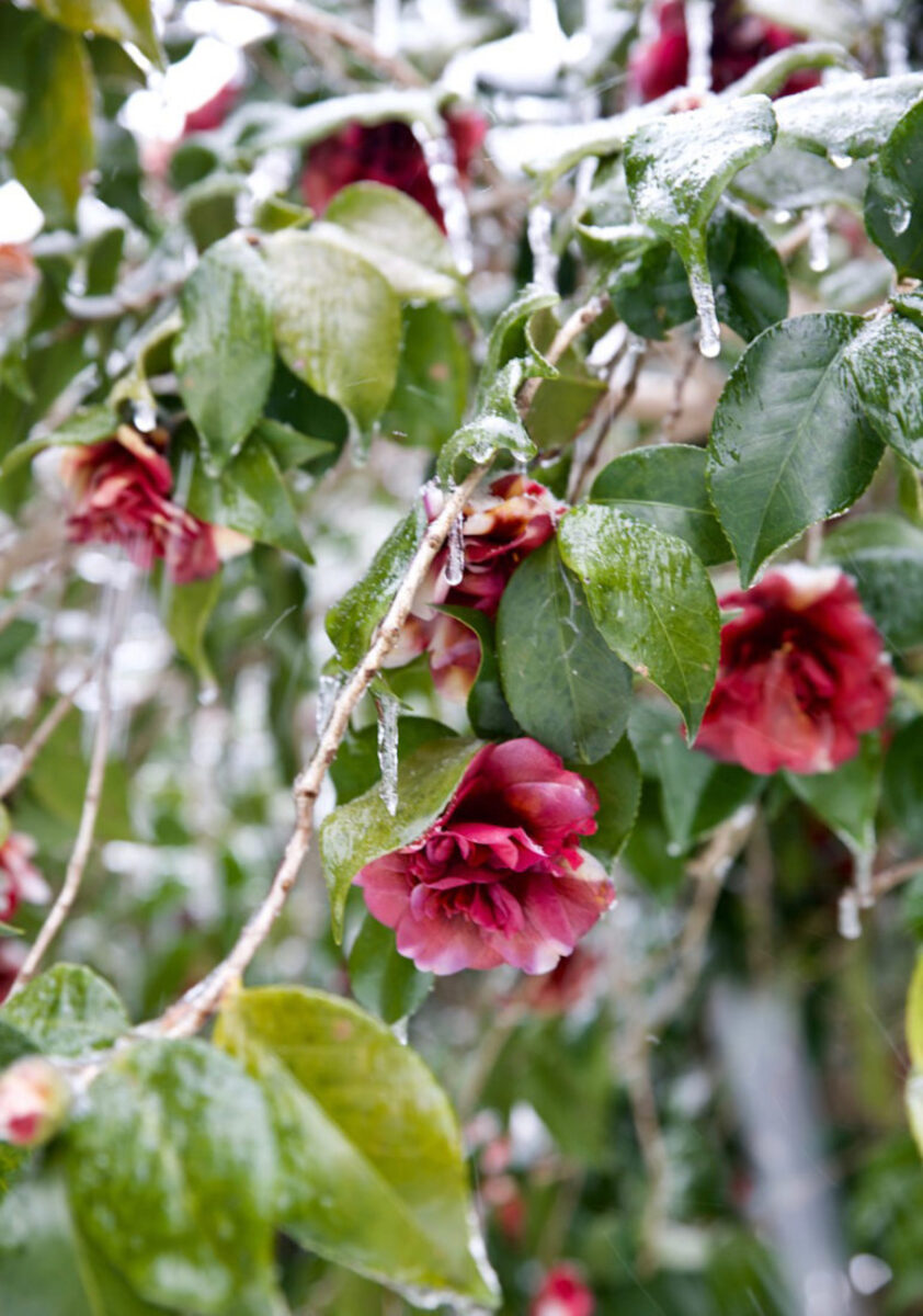 A Southern Gardener’s Guide to Weathering a Deep Freeze – Garden & Gun