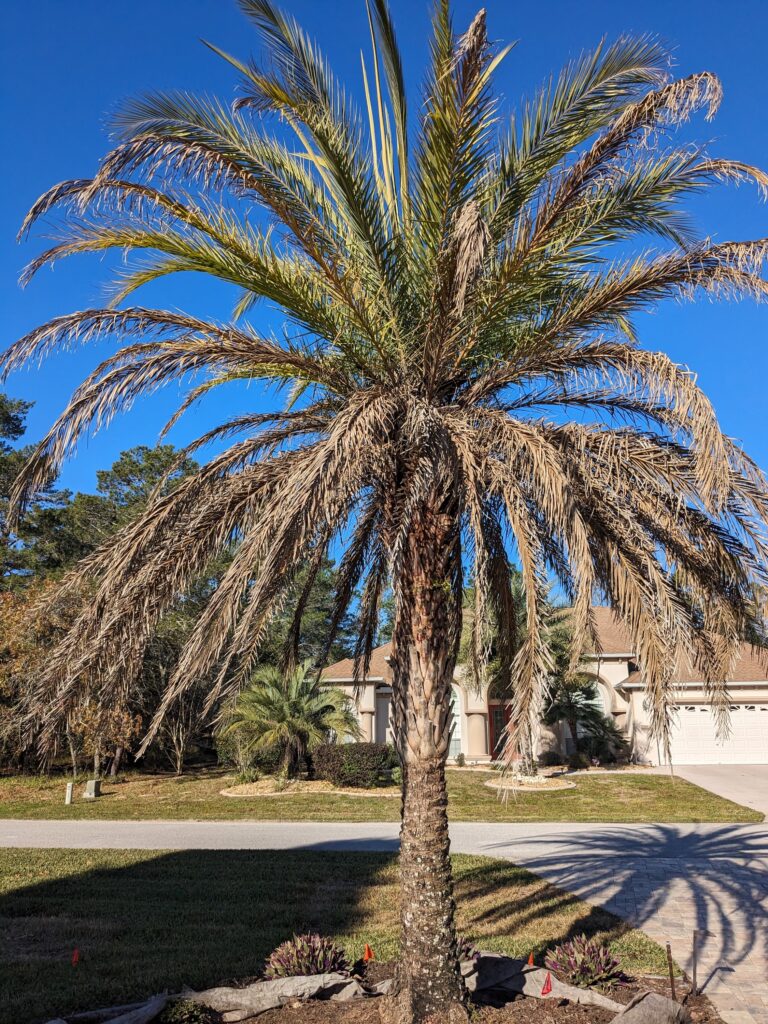 An Incurable Illness Threatens Florida's Palm Trees. Could a Scent Be ...