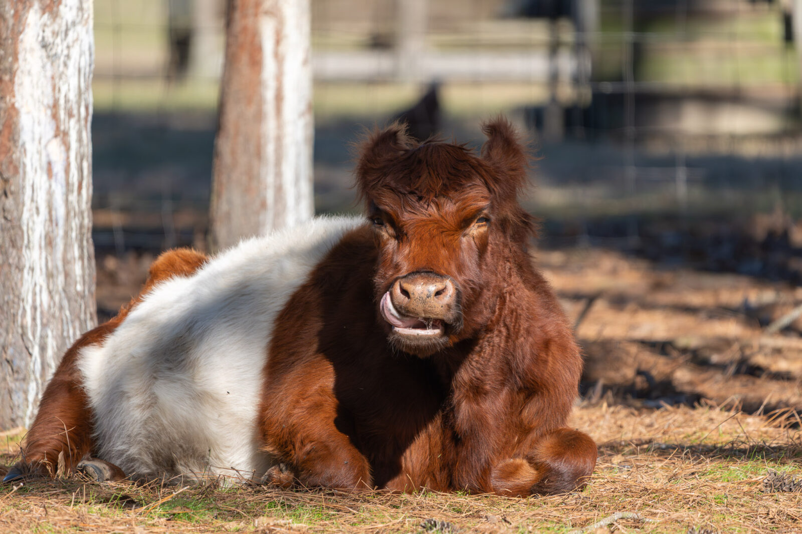 Where to Go in the South Now – Garden & Gun