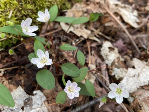 Seven Southern Wildflower Saunters – Garden & Gun