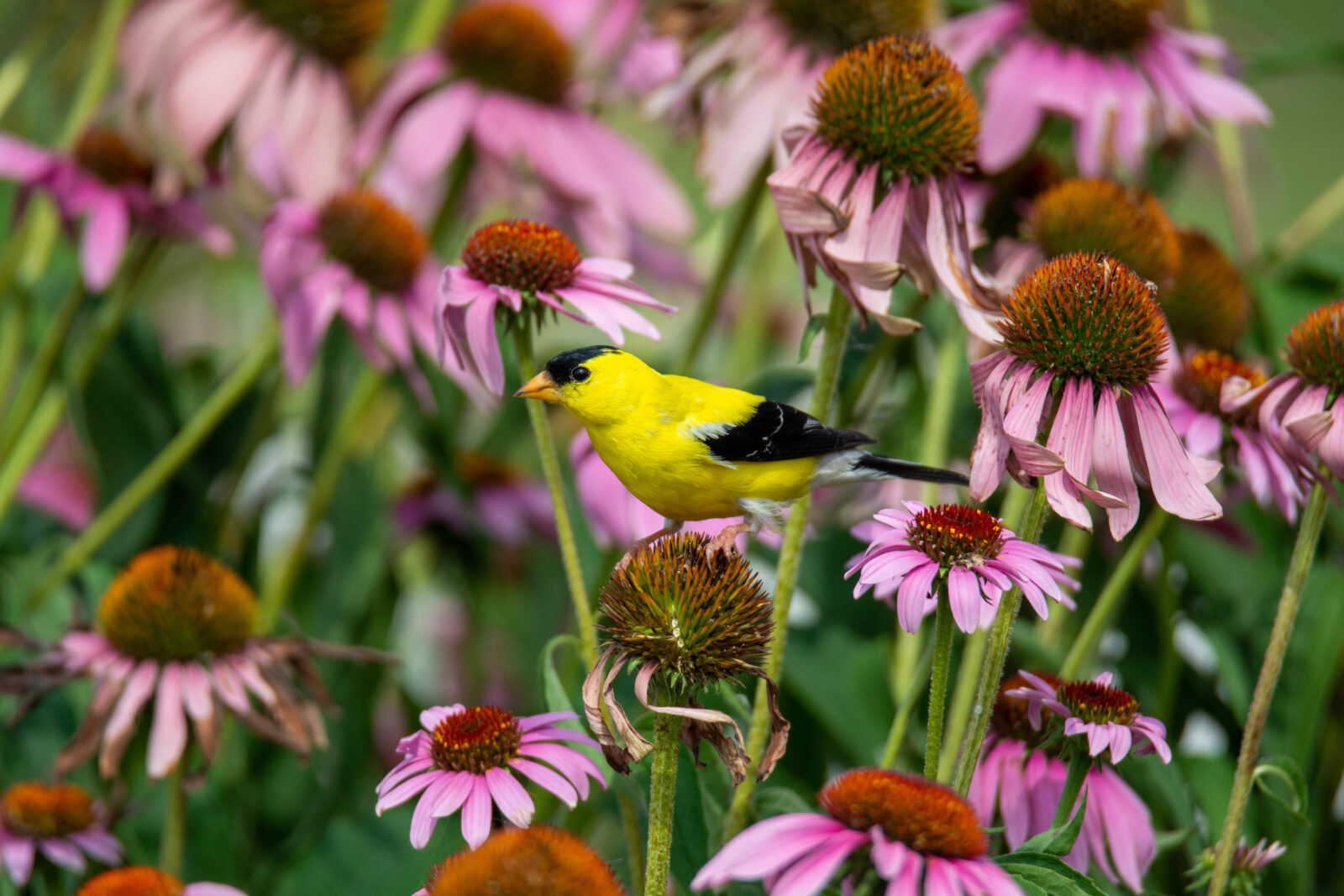 How to Build a Backyard Bird Oasis – Garden & Gun