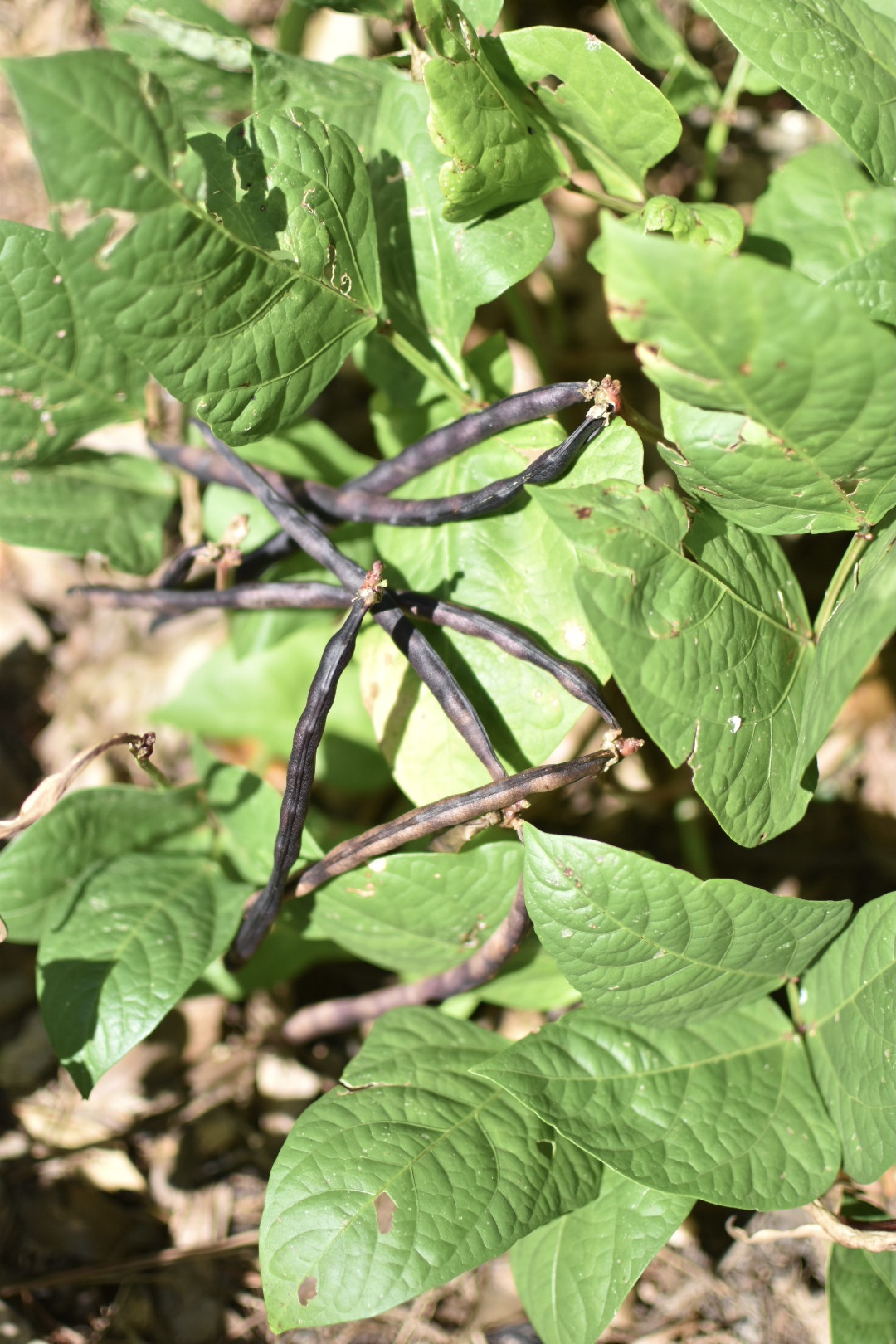 Falling for Field Peas: The Low-Effort, High-Yield Crop Every Southern ...
