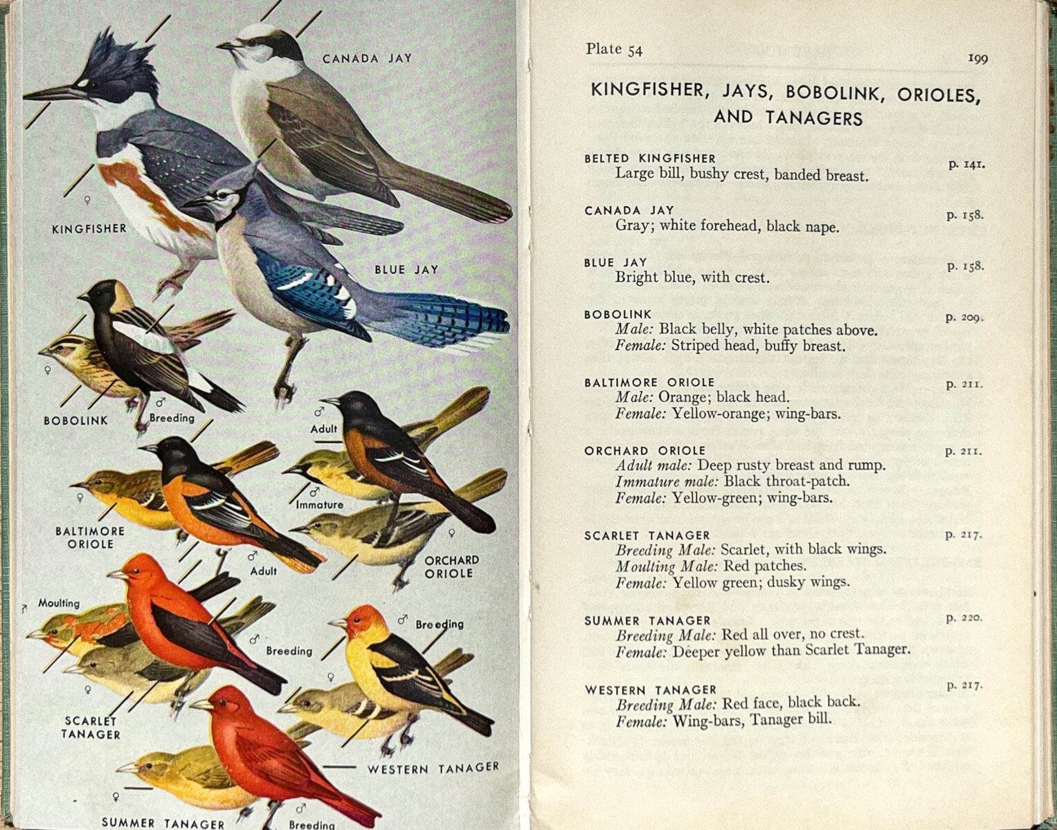 The Magic of a Mystery Bird – Garden & Gun