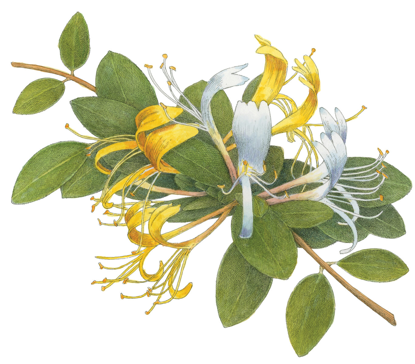 Yellow Honeysuckle Drawing