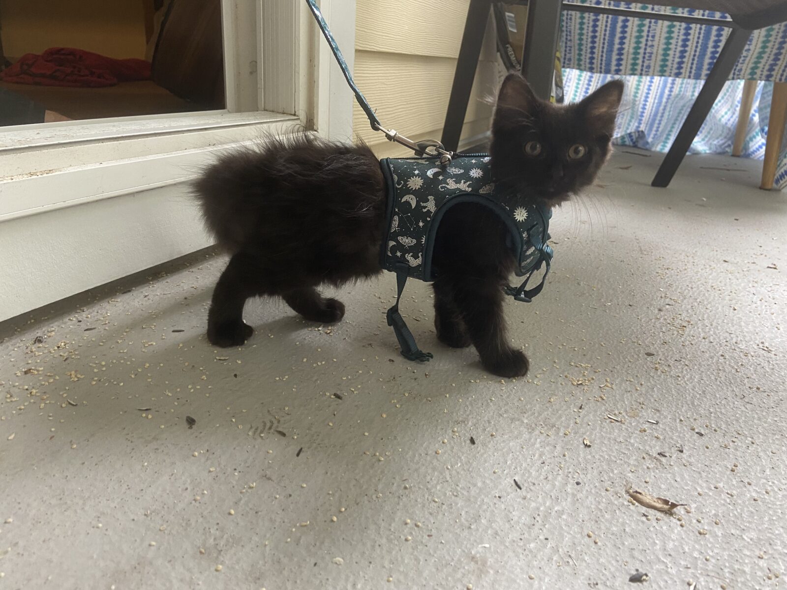 I Was Dog-Only...Until a Stray Cat Came Along – Garden & Gun